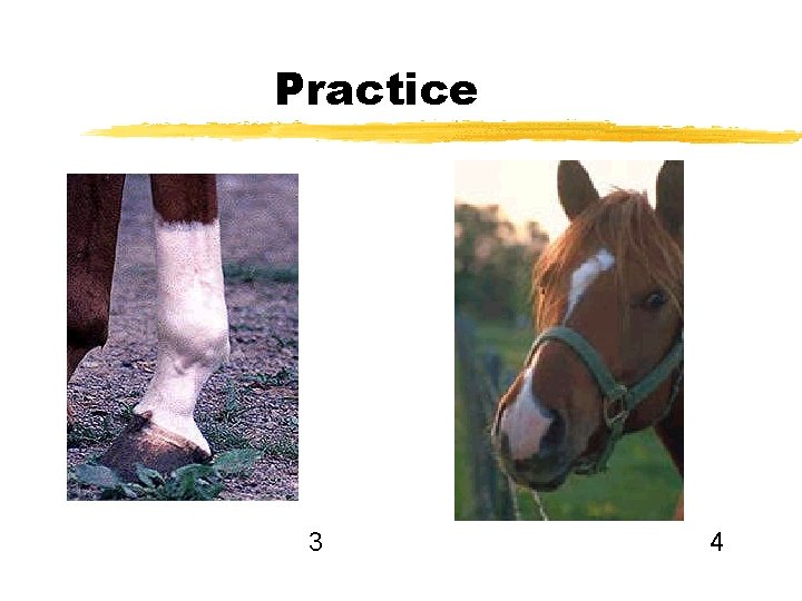 All you Need to Know about Horses Overview