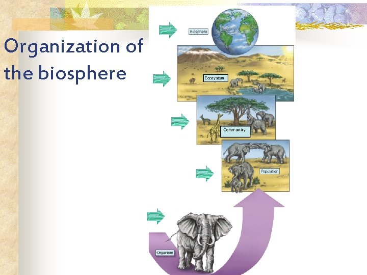 Ecology Principles of Ecology Organization in the biosphere