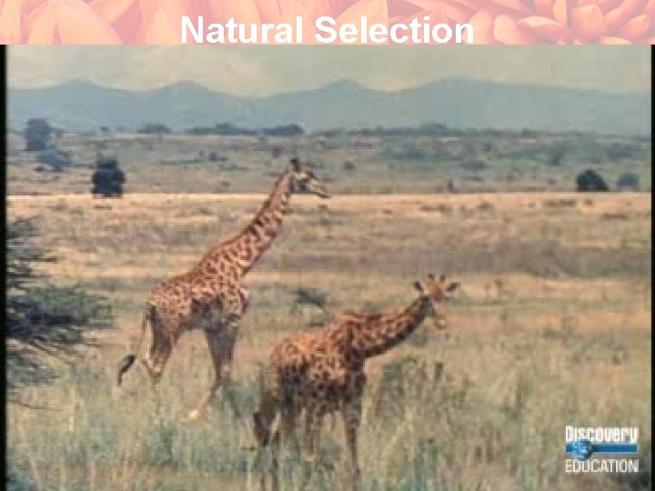 Unit A Biological Diversity Chapter 1 Biological Diversity