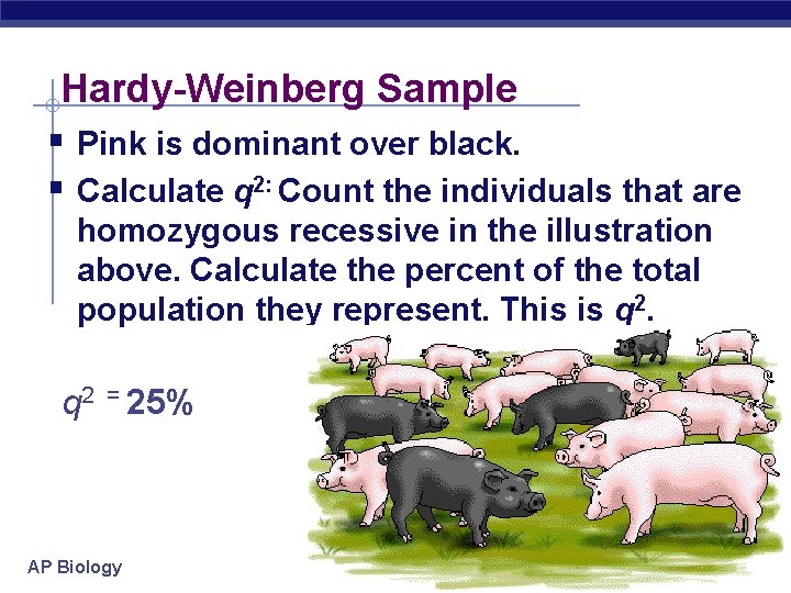 Measuring Evolution of Populations Hardy Weinberg AP Biology
