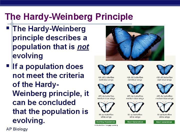 Measuring Evolution of Populations Hardy Weinberg AP Biology