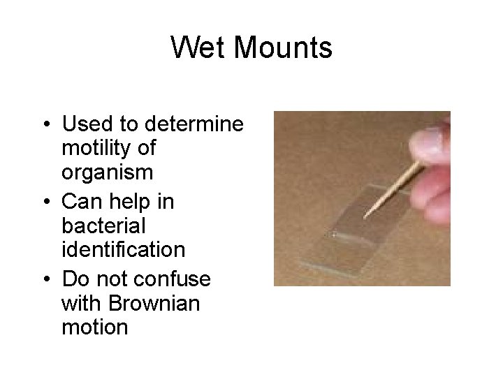 Laboratory 7 8 Bacteriology Bacteria Small Unicellular Organisms
