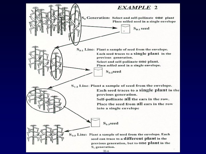 PLANT BREEDING TERMINOLOGY AND SYMBOLS Plant breeders are