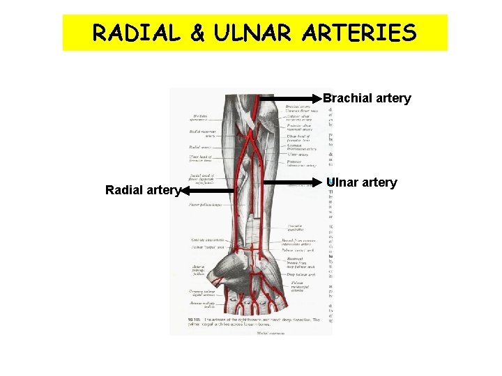 MAJOR ARTERIES OF UPPER LIMB BY DR SHIVARAMA