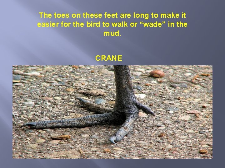 ADAPTATIONS FOR THE BIRDS Adaptations are special characteristics