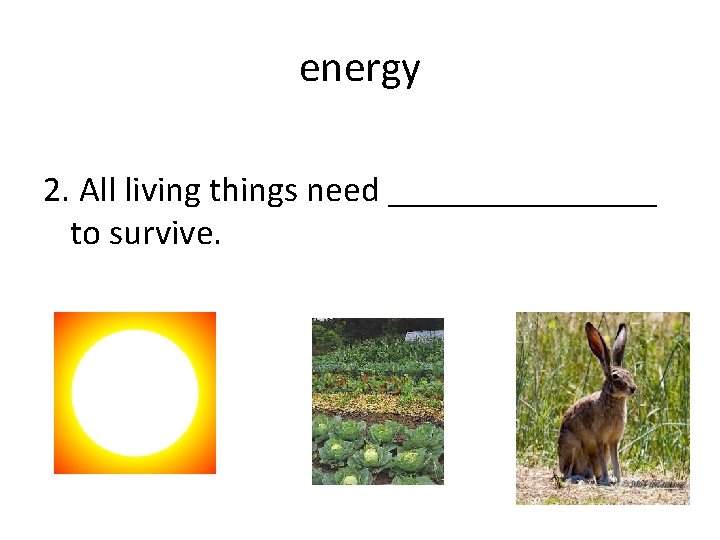 Life Science Food Chains ecosystem 1 Both living