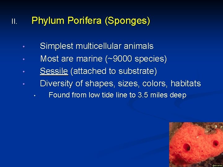 Invertebrates I Porifera Cnidaria Tree of Life Invertebrates