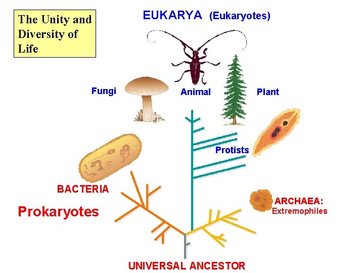 Chapter 1 Lecture Notesan introduction to Biology Biol