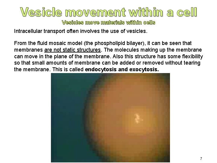 Topic 1 Cells 1 4 Membrane transport IB