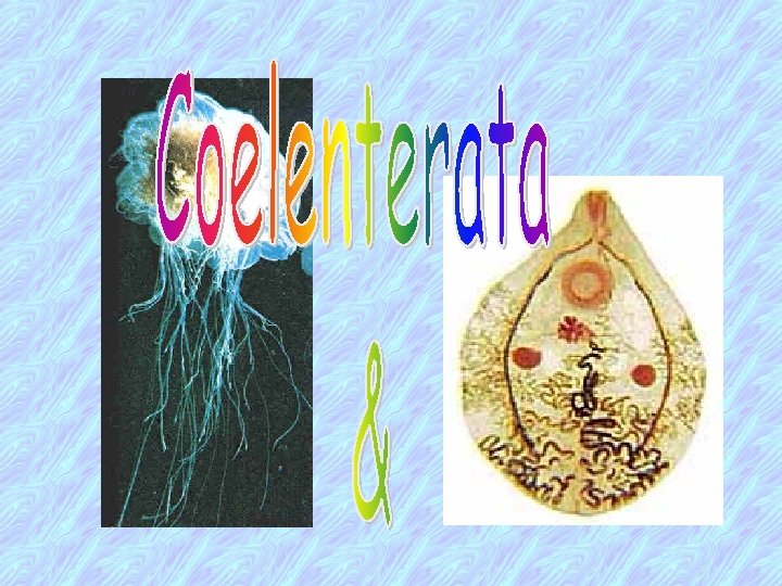 Body Symmetry Coelomate Symmetrical Acoelomate No Mesoderm Pseudocoelomate