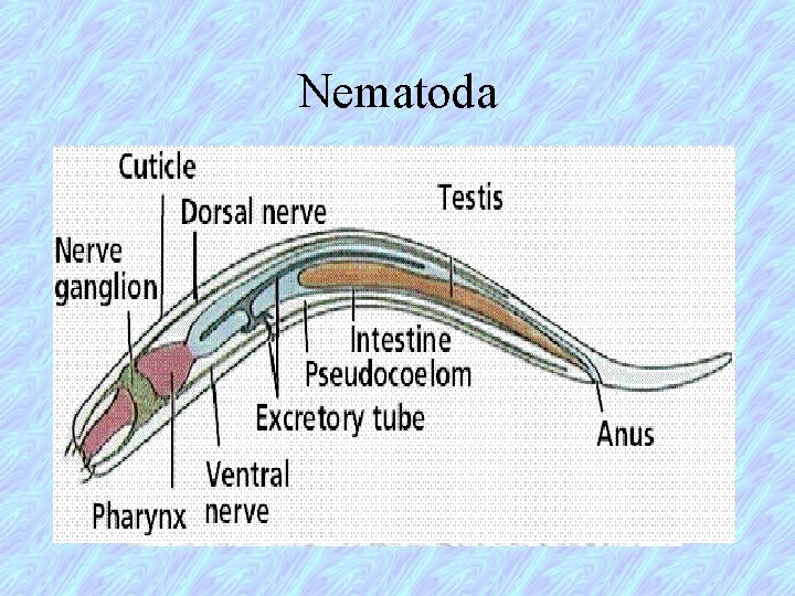 Body Symmetry Coelomate Symmetrical Acoelomate No Mesoderm Pseudocoelomate