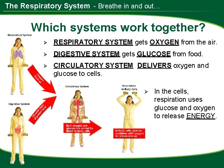 The Respiratory System Breathe in and out The