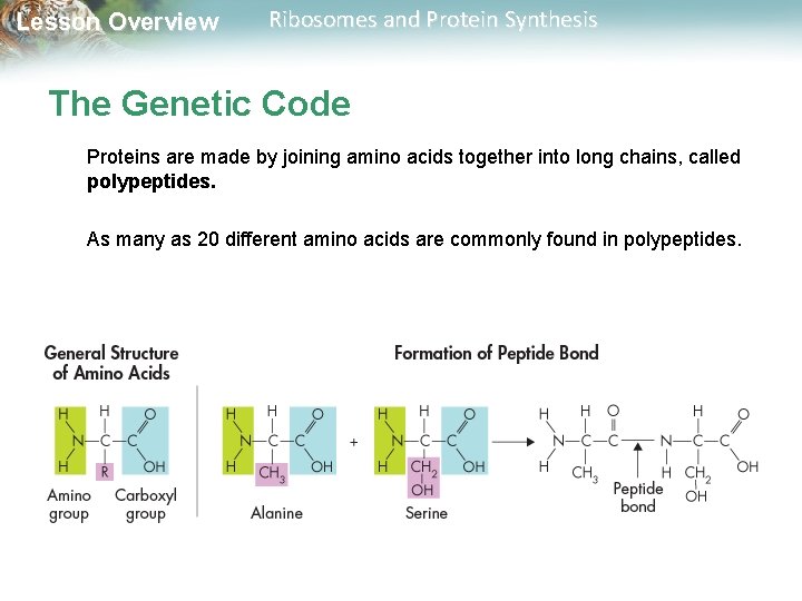 Lesson Overview Ribosomes and Protein Synthesis Lesson Overview