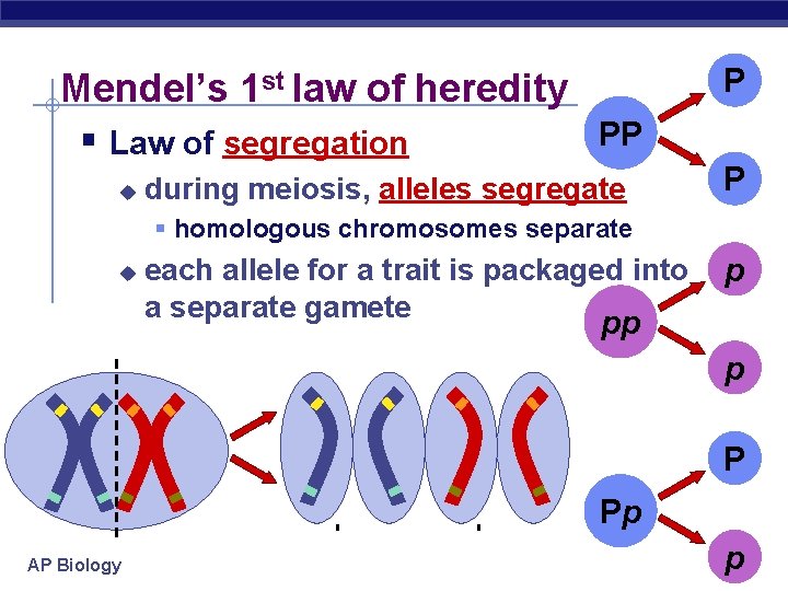 Genetics The Work of Mendel AP Biology 2006
