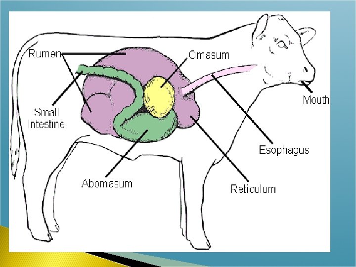 Livestock Nutrition Digestive System Created by Arlene Barrett