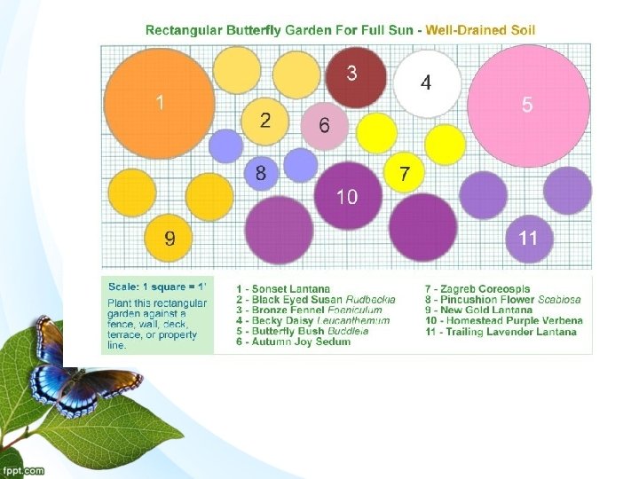 Butterfly Garden 7 th Grade Science Butterfly Journey