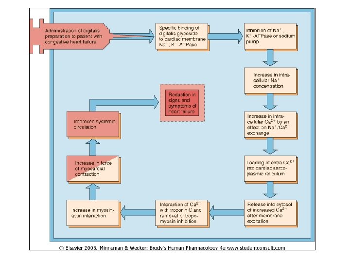 Cellular Receptors Chapter 2 Binding of Drugs into