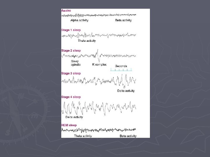 Chapter 9 Sleep and Biological Rhythms Stages of