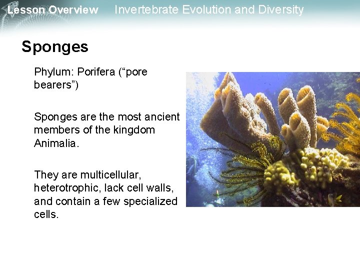 Lesson Overview Invertebrate Evolution and Diversity Lesson Overview