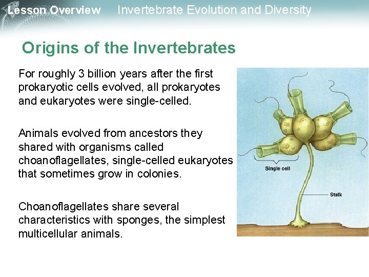 Lesson Overview Invertebrate Evolution and Diversity Lesson Overview
