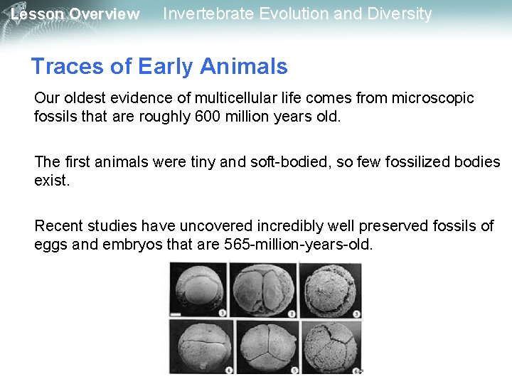 Lesson Overview Invertebrate Evolution and Diversity Lesson Overview