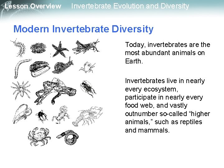 Lesson Overview Invertebrate Evolution and Diversity Lesson Overview