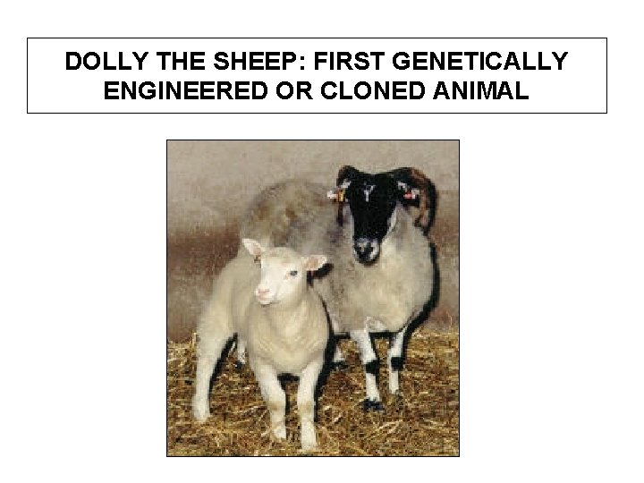 BIOTECHNOLOGY GENETIC ENGINEERING AN INTRODUCTION Professor Chrissie Rey