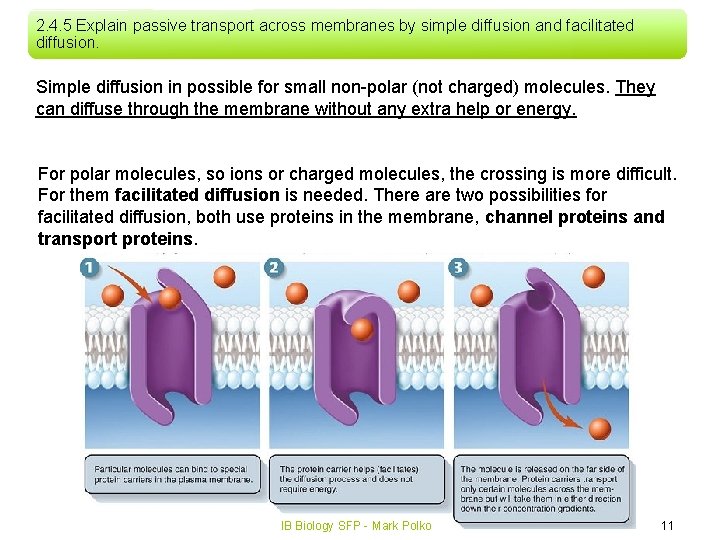 Unit 2 Cells 2 4 Membranes 1 IB