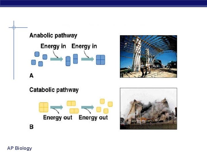 Metabolism Enzymes AP Biology Day 1 Flow of