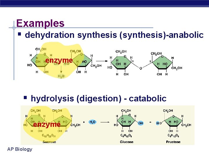Metabolism Enzymes AP Biology Day 1 Flow of