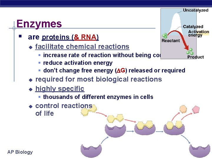 Metabolism Enzymes AP Biology Day 1 Flow of
