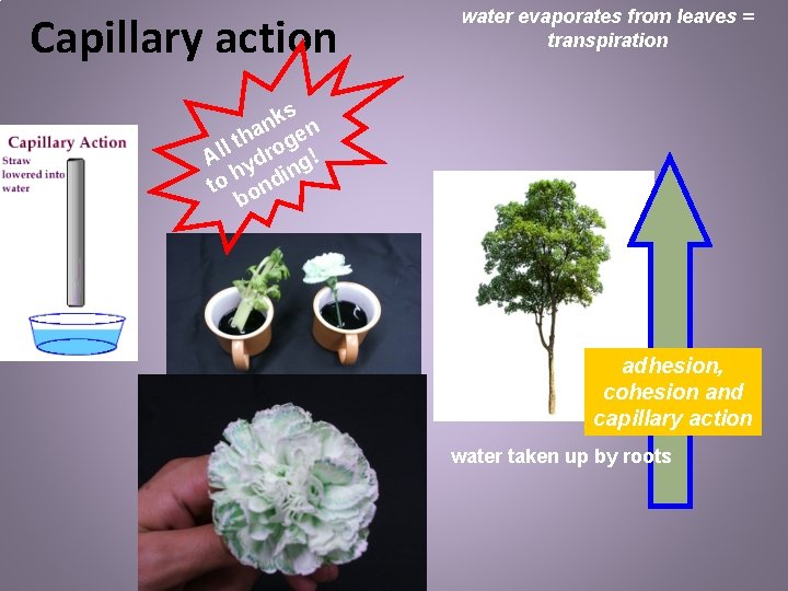 Water Properties of Water Bill Nye Surface Tension