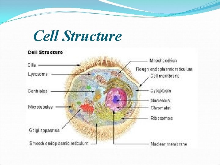 Biological Sciences Course Objective Understanding of biology based
