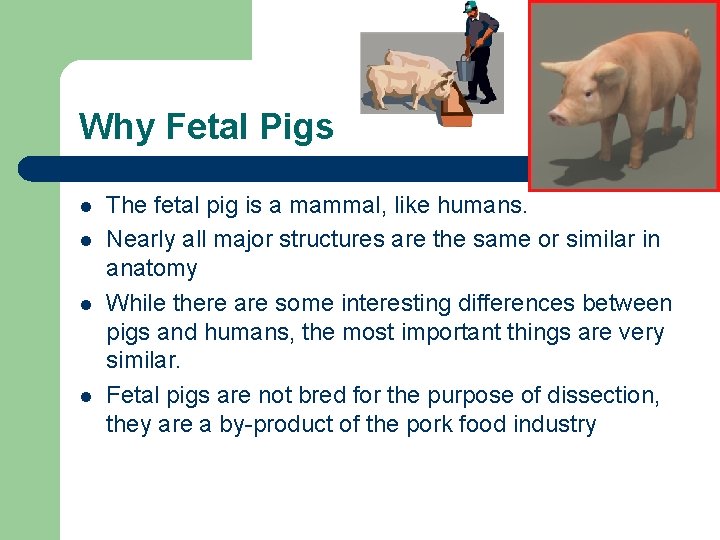 Biology Intro to the Fetal Pig Dissection Why