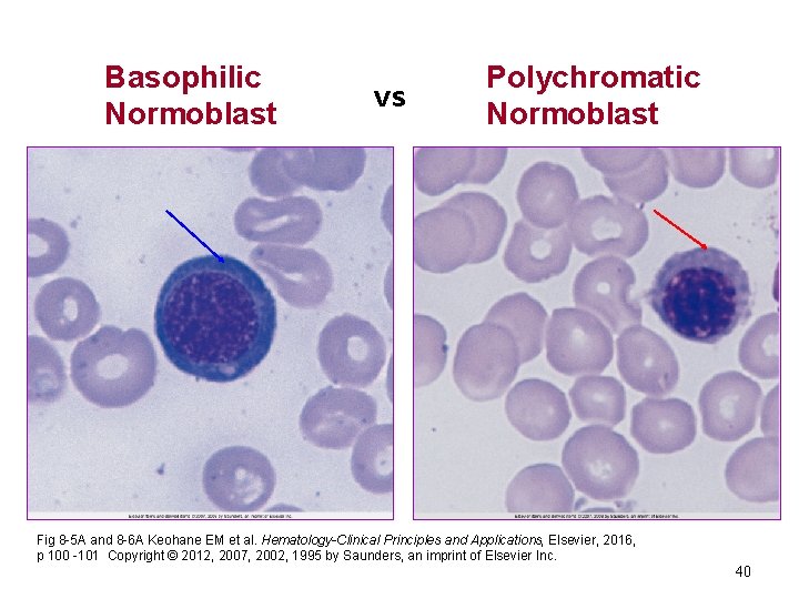 Lecture 2 HEMATOPOIESIS RBC PRODUCTION DESTRUCTION Chapter 7