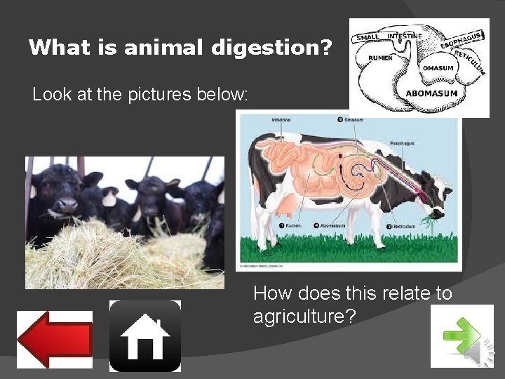 ANIMAL DIGESTION Click the green arrow to begin