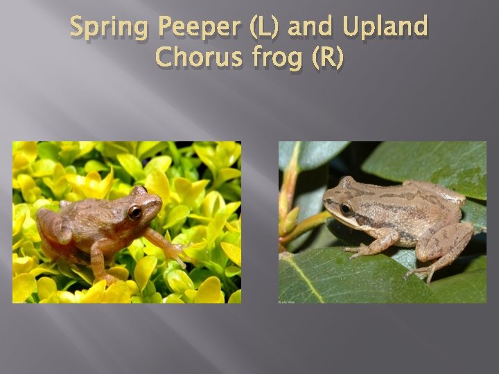 Brief Introduction to Flora and Fauna of Anderson