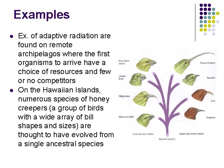 13 3 Pathways to Evolution By Nupur Dogra