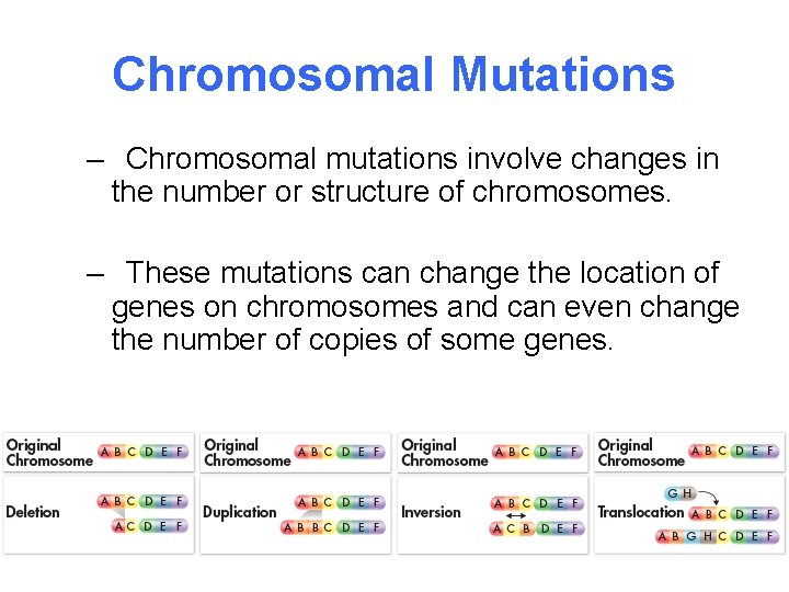 13 3 Mutations The sequence of bases in