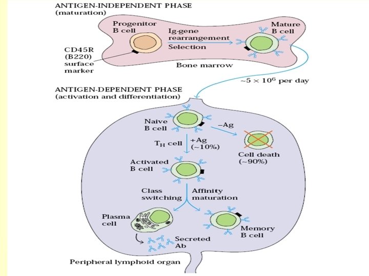 BCell Maturation Activation and Differentiation B Cell Receptor BCell Maturation Activation and Differentiation B Cell Receptor