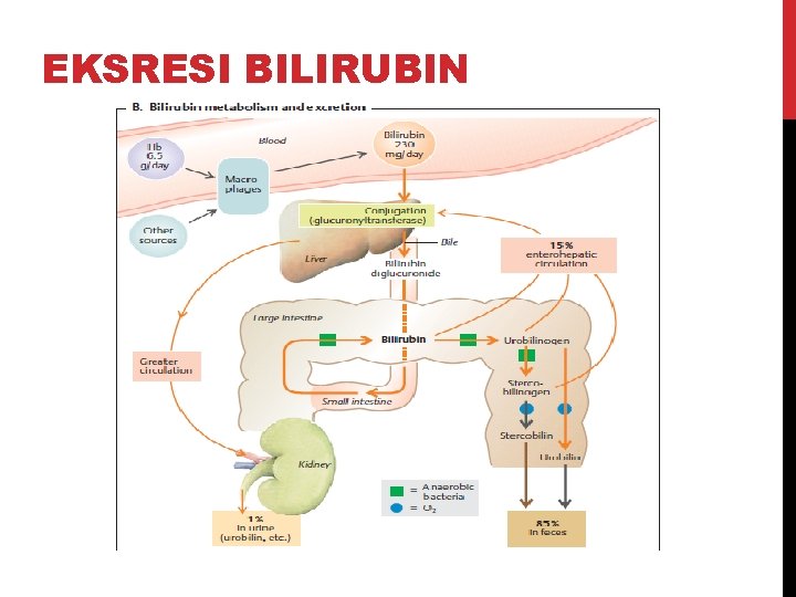 METABOLISME BILIRUBIN SIKLUS ENTEROHEPATIK SRI WAHYUNI BAGIAN BIOKIMIA