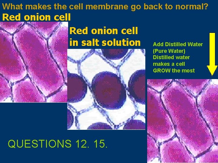 STATE DIFFUSION LAB STATE DIFFUSION LAB Glucose Indicator