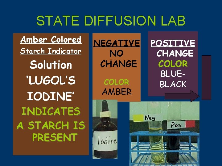 STATE DIFFUSION LAB STATE DIFFUSION LAB Glucose Indicator