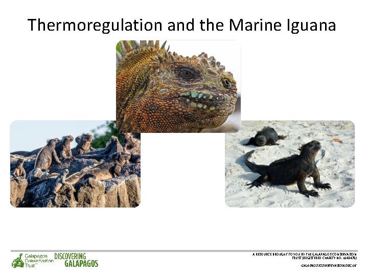 Galapagos Adaptations THE MARINE IGUANA A RESOURCE BROUGHT