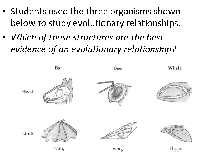 Evolution Unit How To Classify Organisms Objective SWBAT