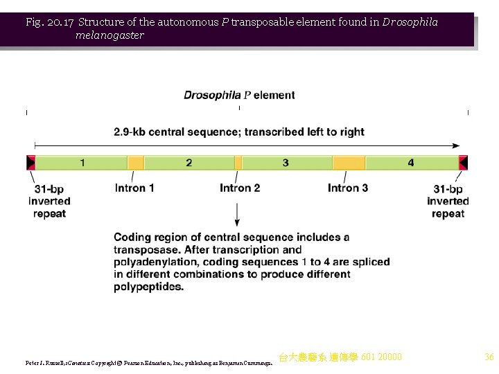 Peter J Russell CHAPTER 20 Transposable Elements edited