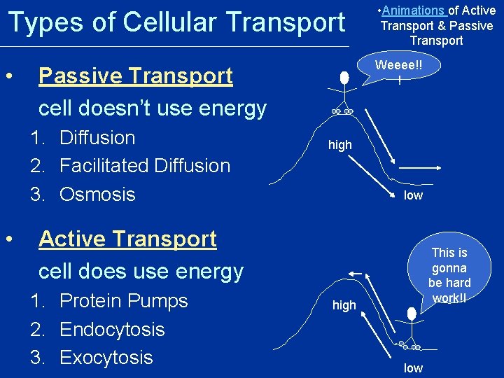 Cell Transport About Cell Membranes 1 All cells