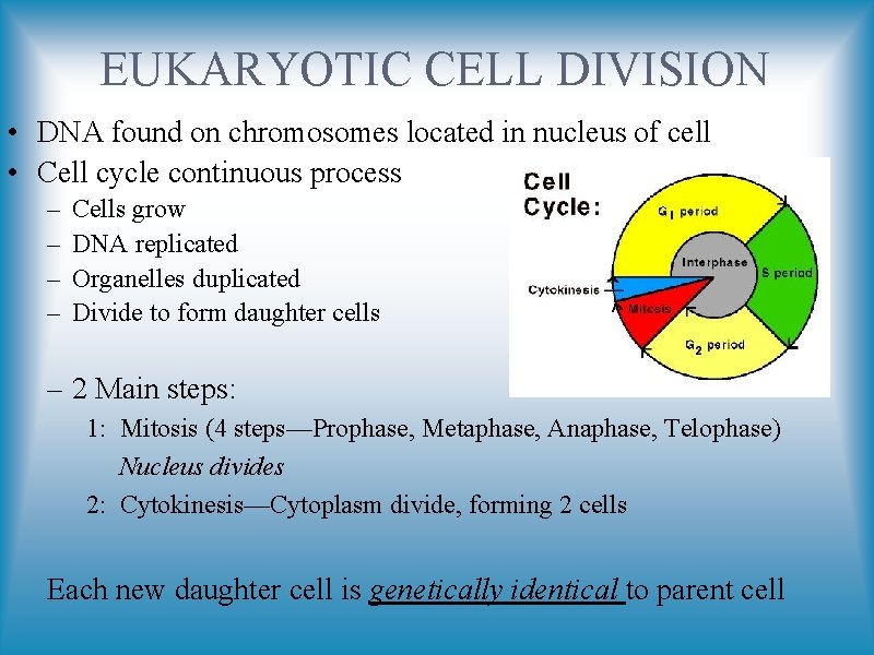 Lesson ObjectivesCell Cycle Describe the properties of cell