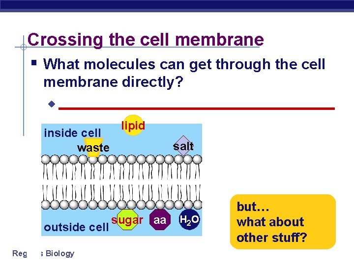 Cell Membranes Movement Across Them Regents Biology 2006