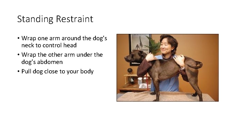 Handling and Restraint Vet Science Ms Bly Behavior